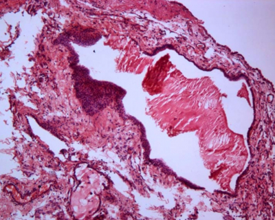 Internet Scientific Publications